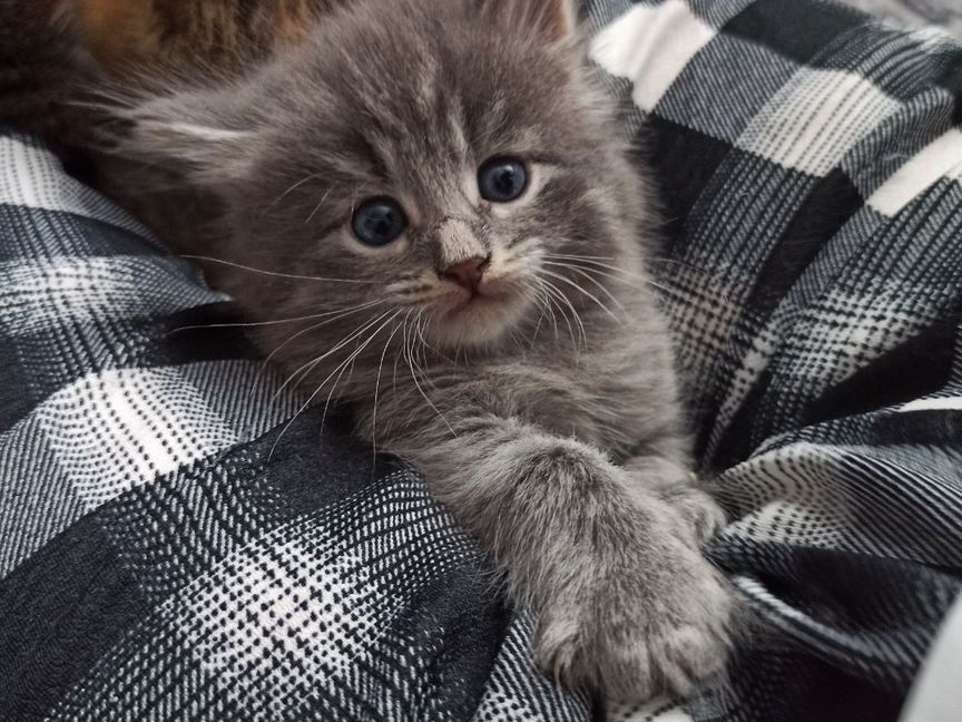 Кошка в дар