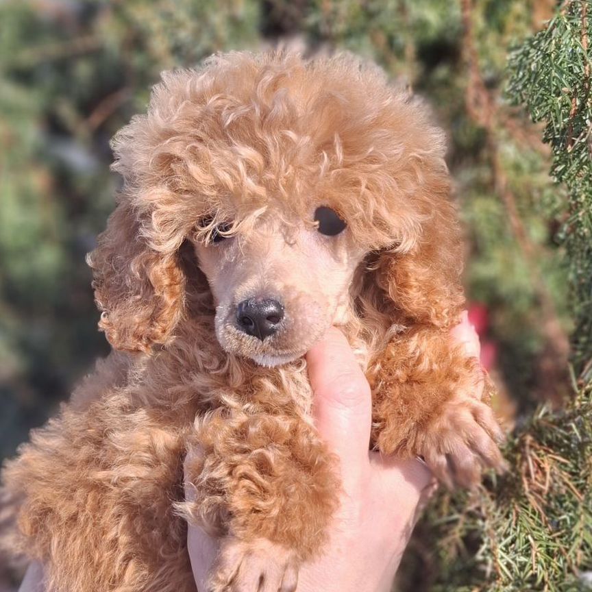 Той-пудель, щенок