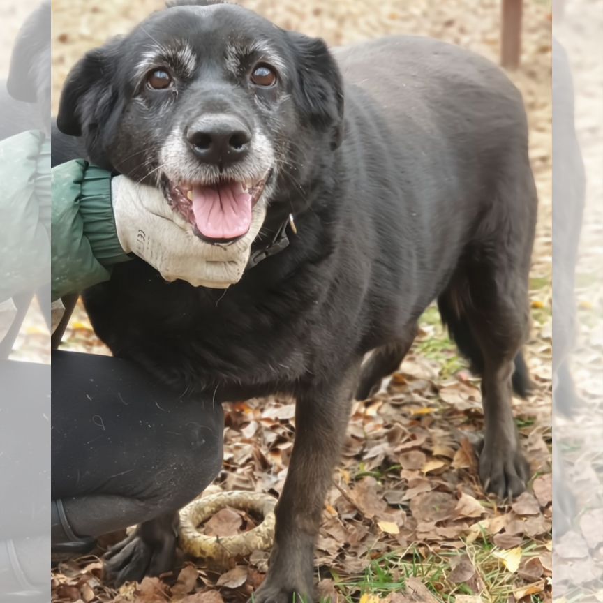 Взрослая собака в добрые руки