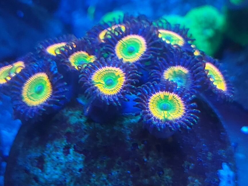 Морские кораллы