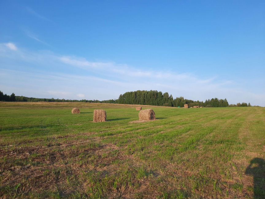 Сено 120/145 270-300 кг