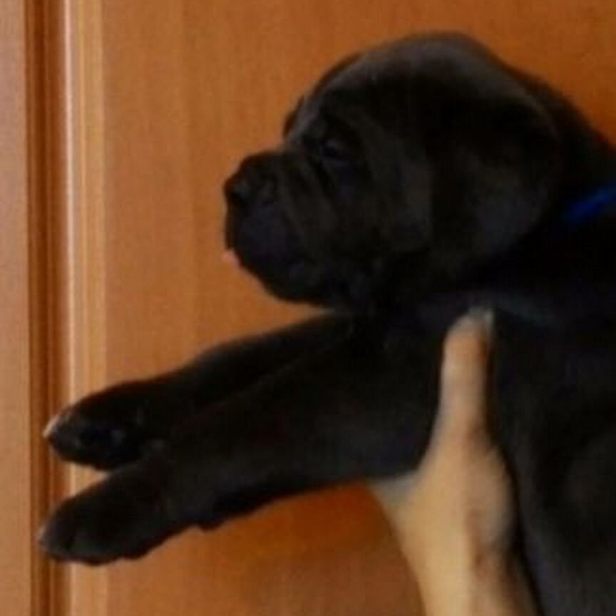 Корсо детки