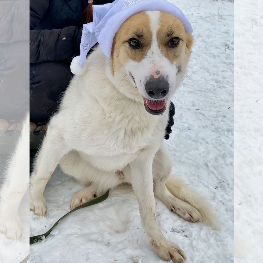 Взрослая собака в добрые руки