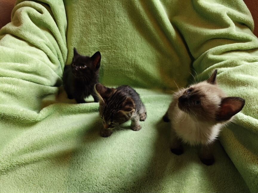 Тайские котята в добрые руки