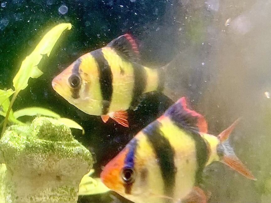 Барбус суматранский продажа /обмен