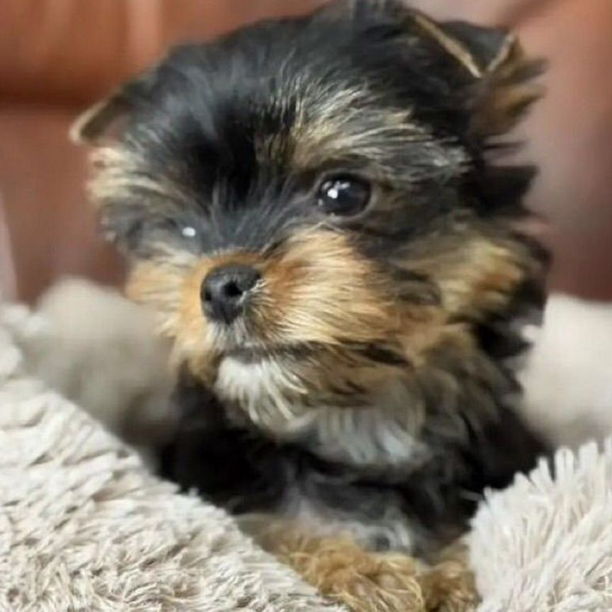 Йоркширский терьер, щенок