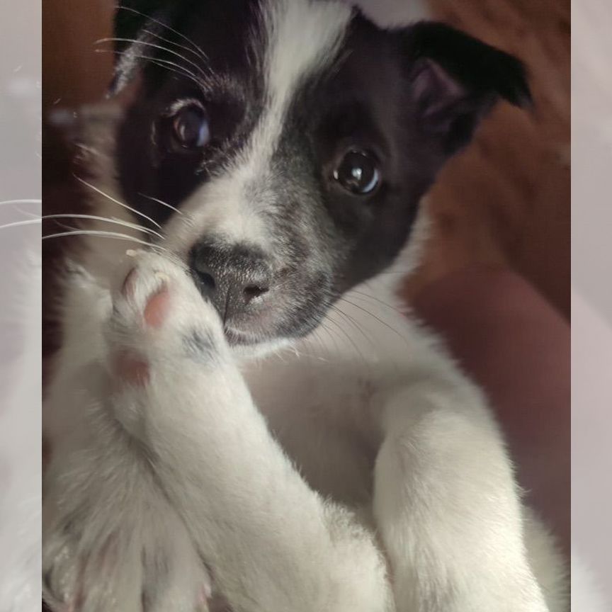 Щенок в добрые руки