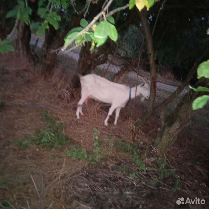 Коза дойная молочная, первокотка