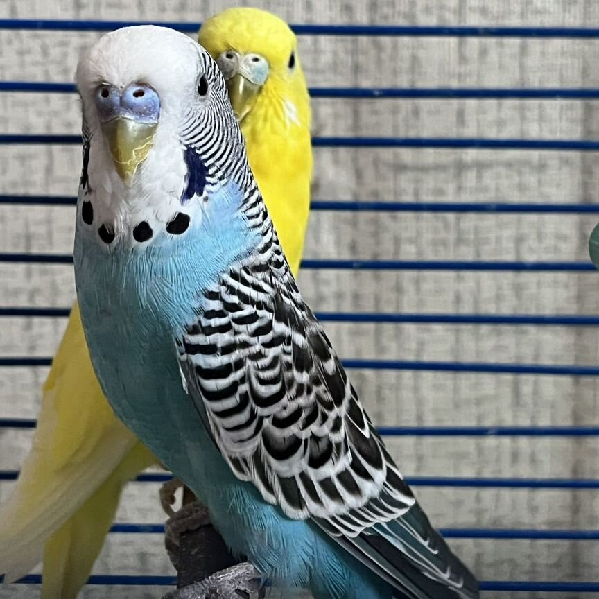 Волнистый попугай с клеткой