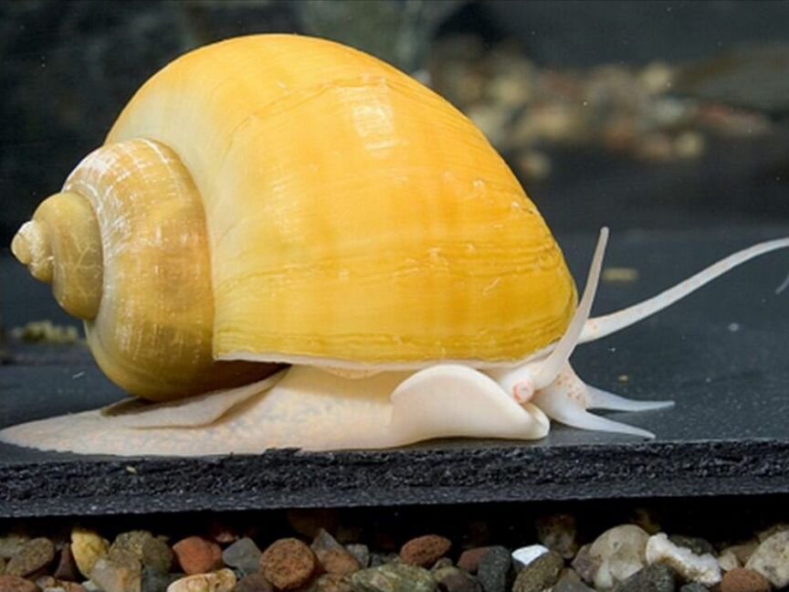 Ампулярия улитка