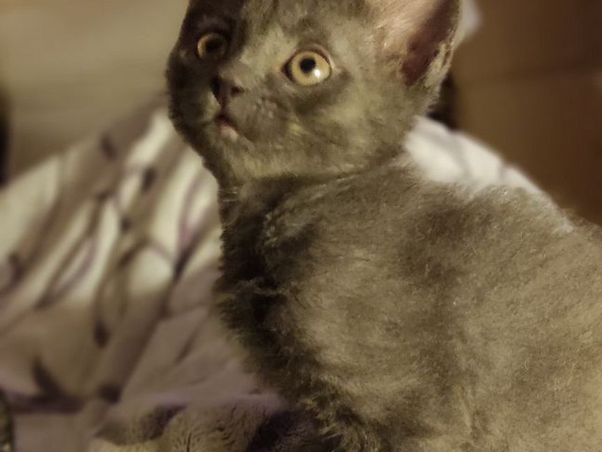 Кошки в добрые руки