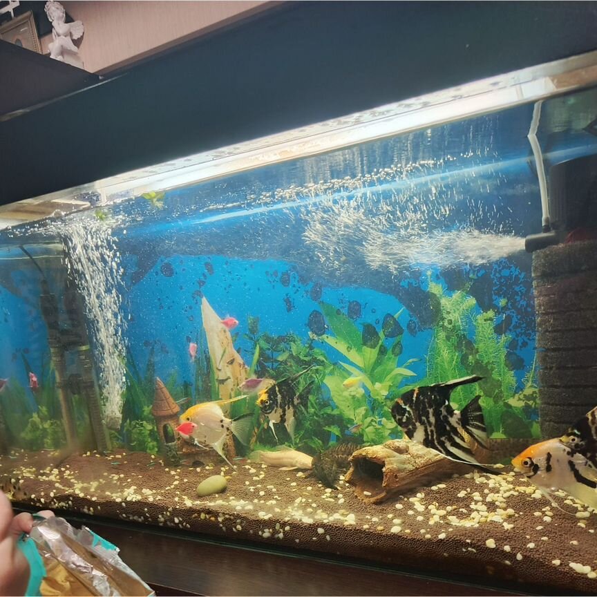Аквариум с рыбками