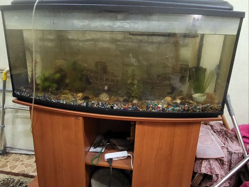 Аквариумные рыбки