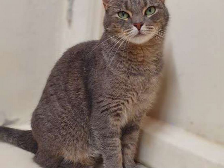 Дымка ищет дом