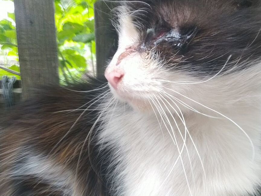 Отдам кота в добрые руки, Пират у кота нету глаза