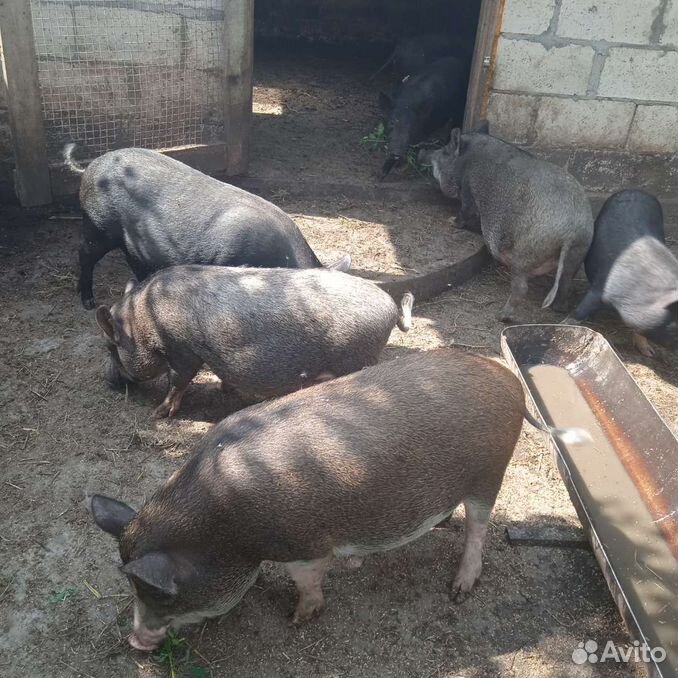 Вьетнамские вислобрюхие свиньи