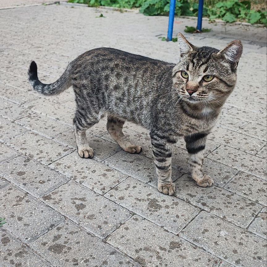 Кот в добрые руки