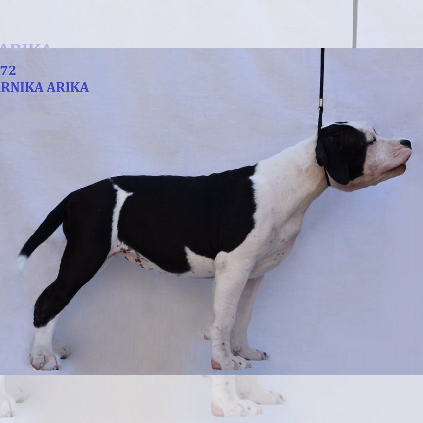 Продаются щенки Стаффордширдский терьер