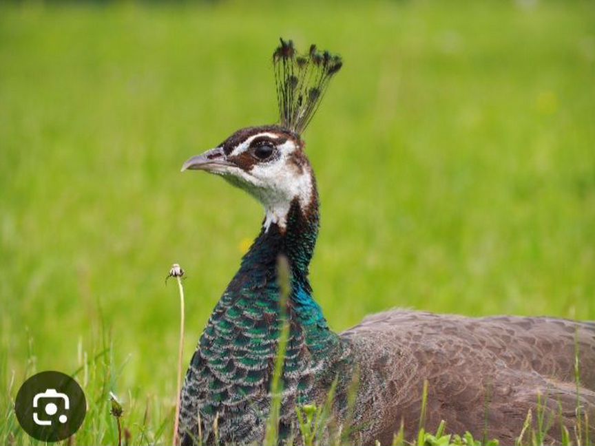 Самка индийского павлина
