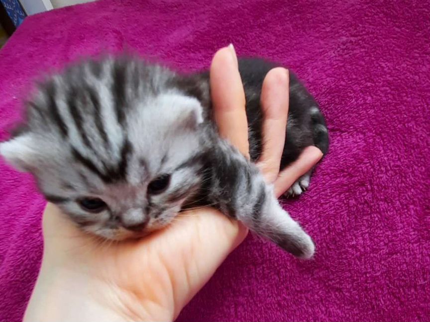 Британский мраморный котик