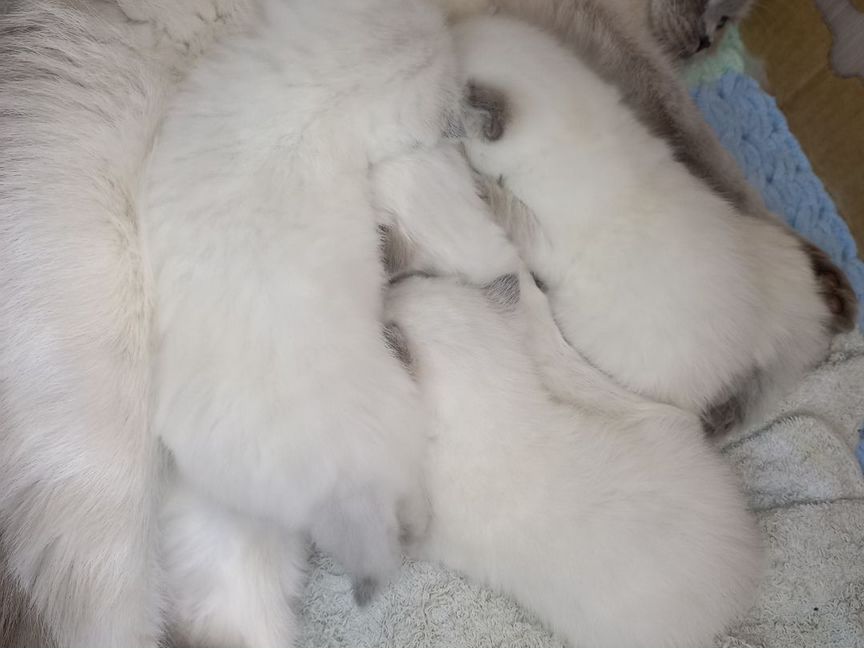 Шотландские котята