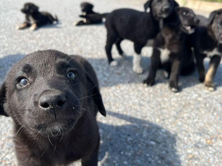 Щенки в добрые руки