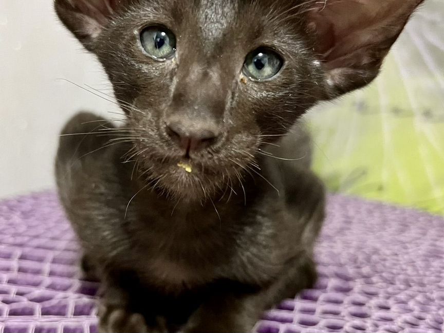 Ориентальные котята. Кот