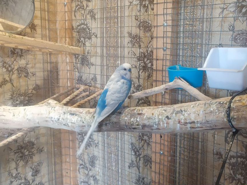 Волнистый попугай