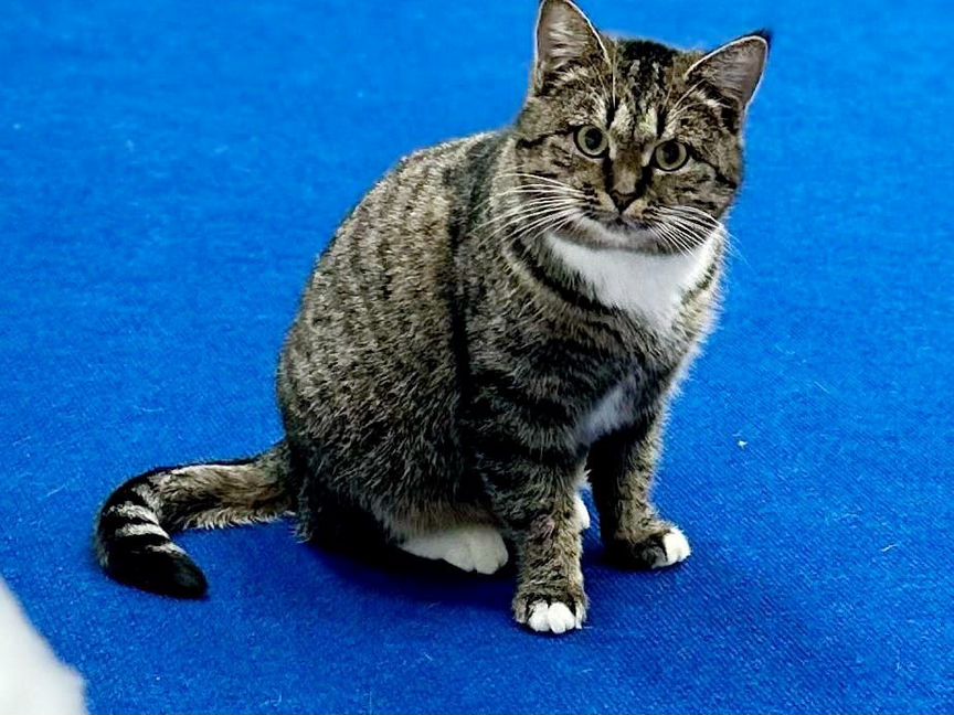 Кошечка Вафлюша ищет дом