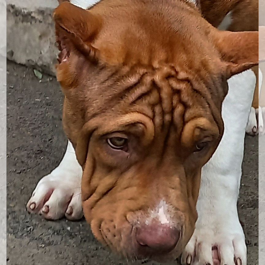 Американский булли xl