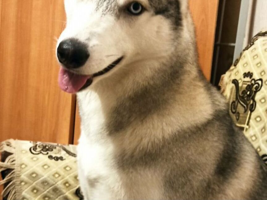 Щенки сибирской хаски