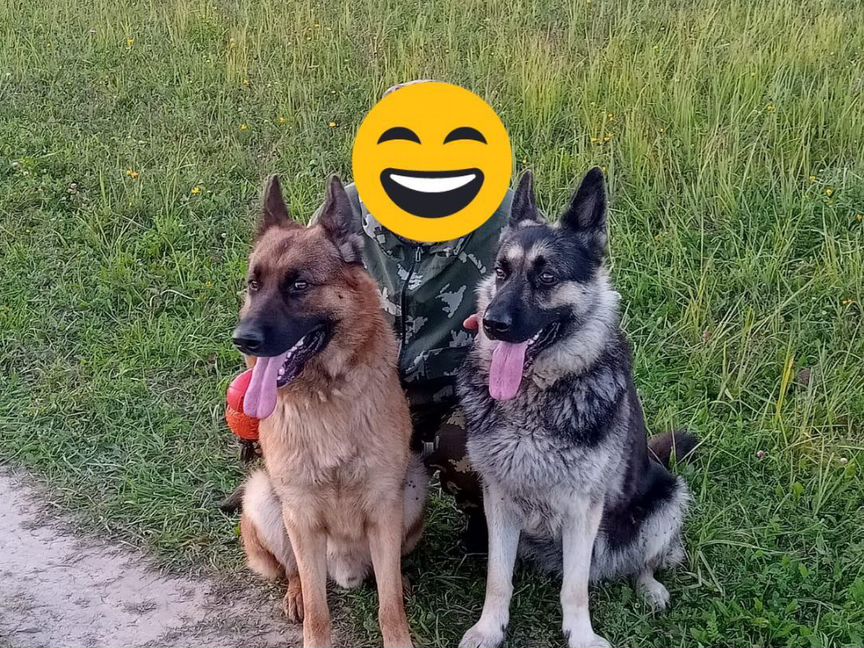 Щенки немецкой овчарки