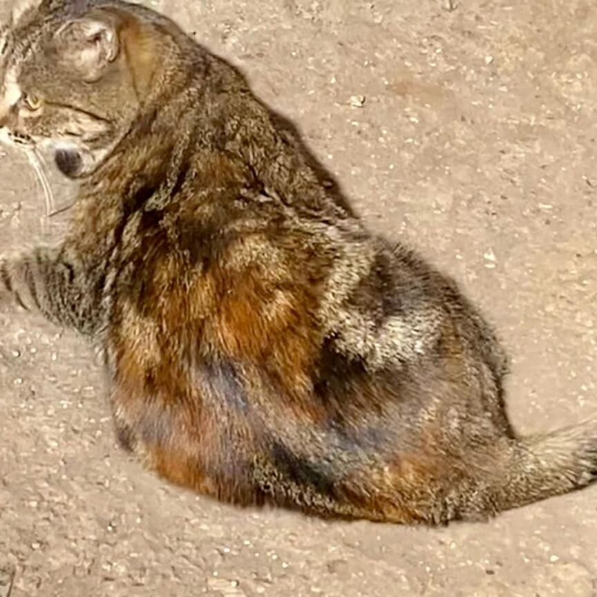 Кошка молодая