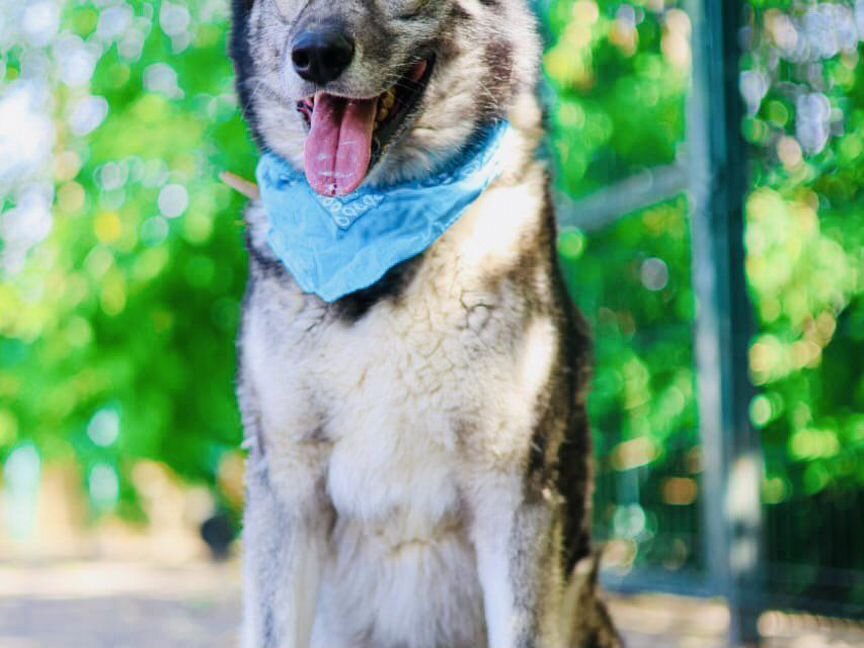 Собака из приюта Некрасовка