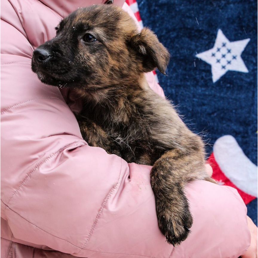 Щенок в добрые руки