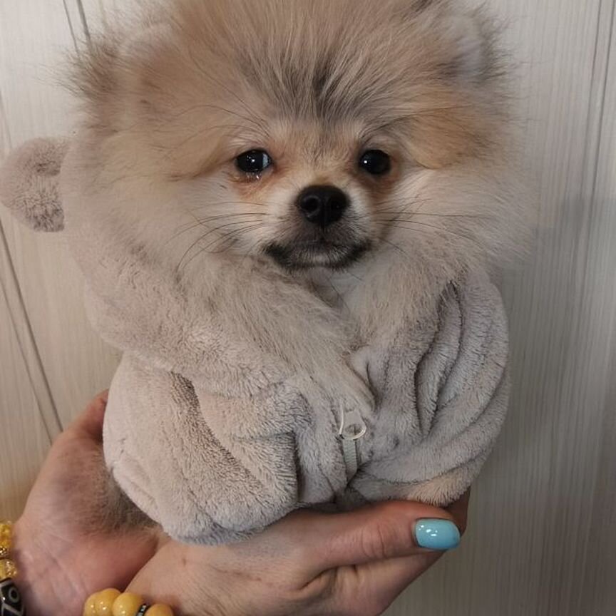 Померанский шпиц, щенок