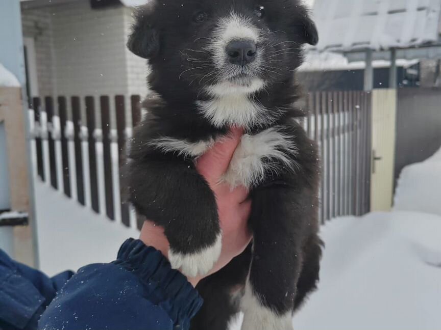 Щенок в добрые руки