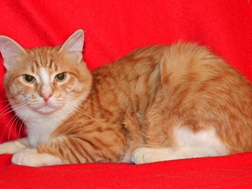 Рыжий котик-безхвостик