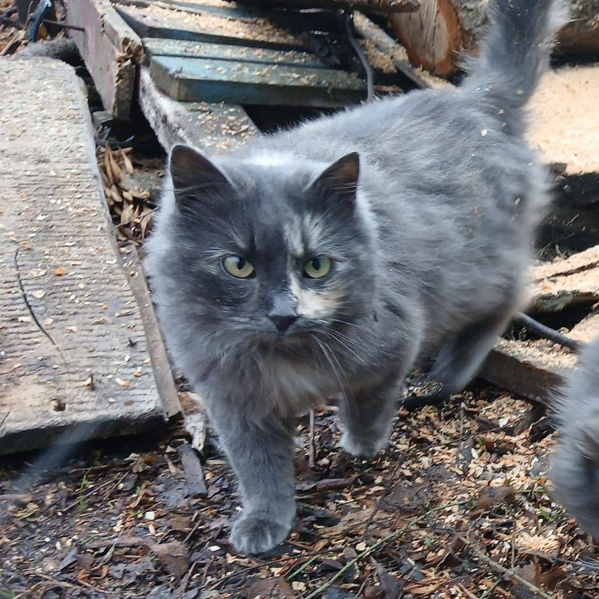 Кошка