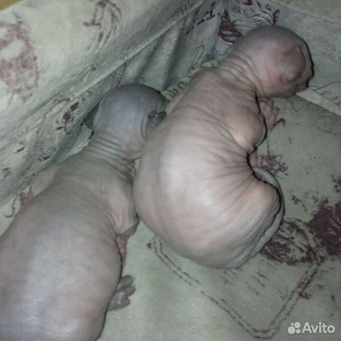 Два брата- акробата)