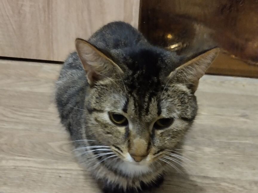Кошка