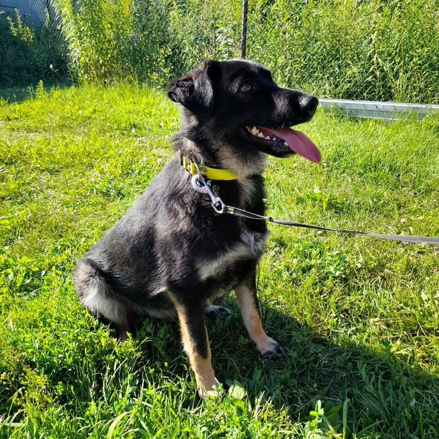 Маленький Майк в добрые руки