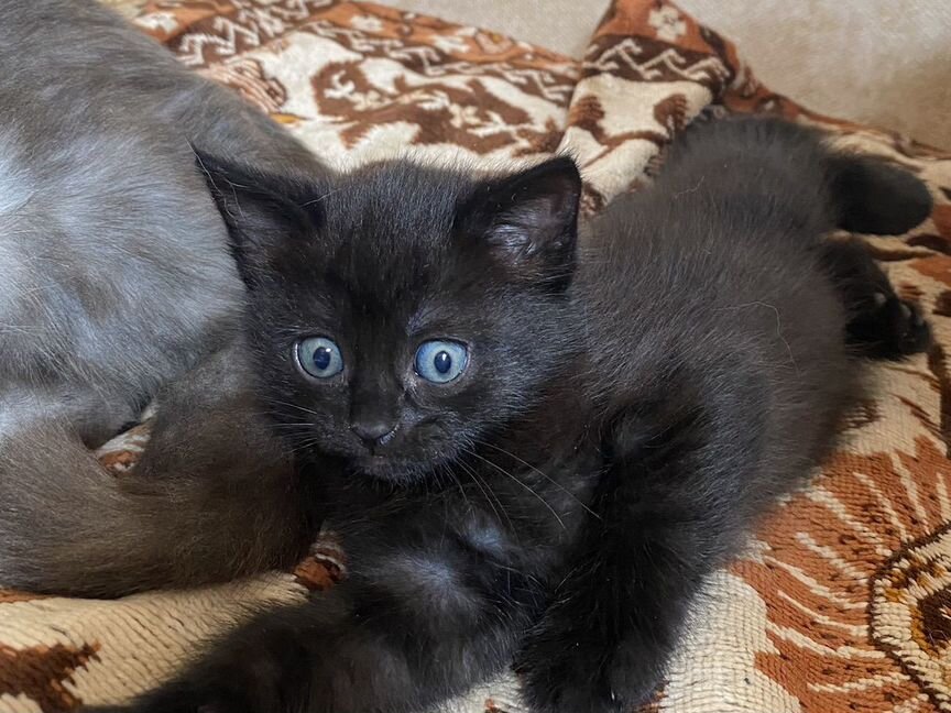 Черная кошка