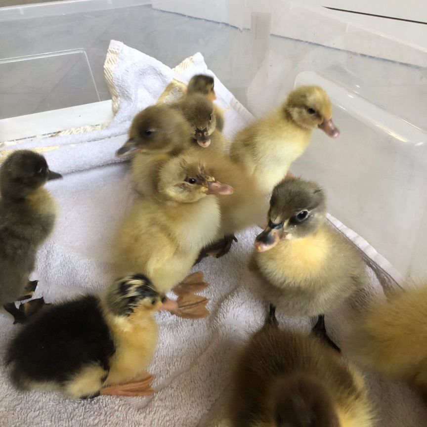 Утята суточные индийский бегунок