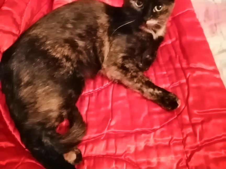 Найдена кошка