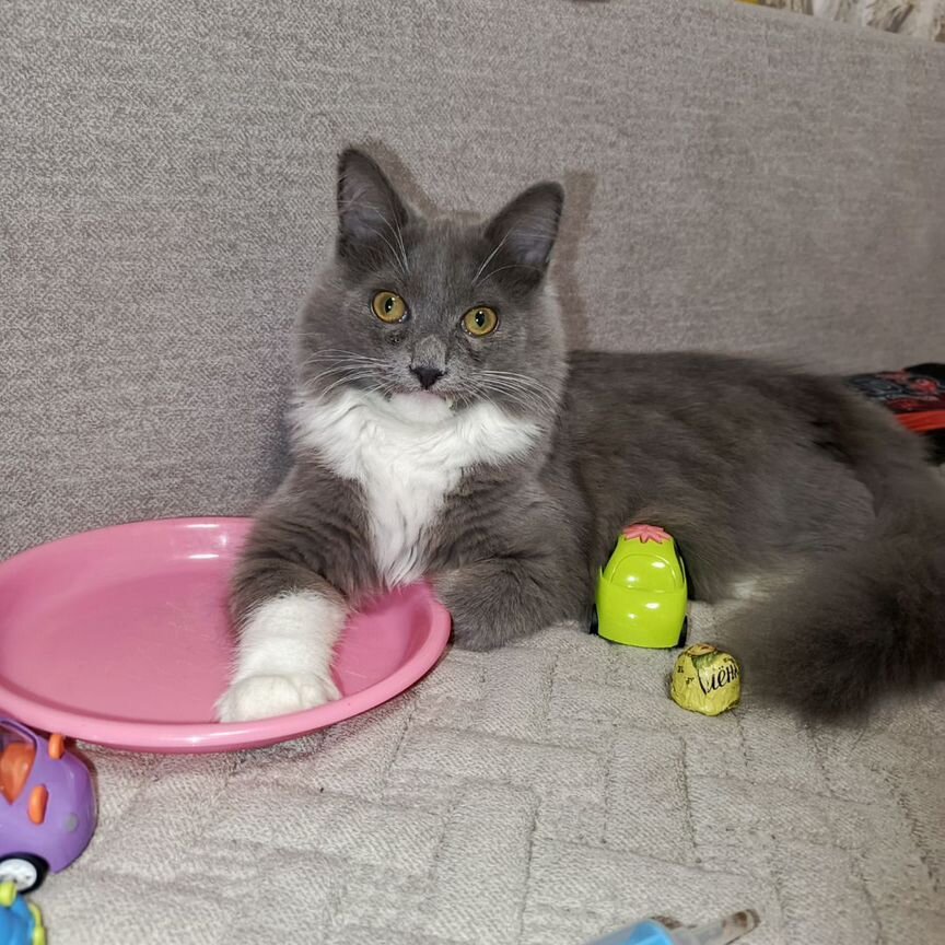 Мейн-кун котёнок