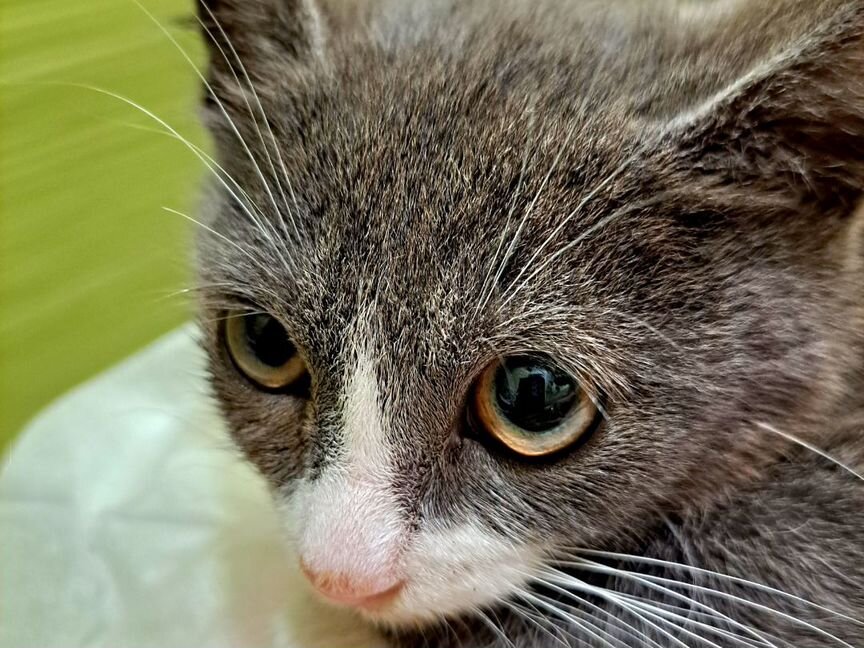 Супер ласковый котенок 2.5 мес. в добрые руки