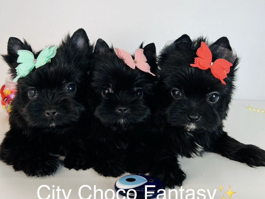 Чёрный йорк мини девочка