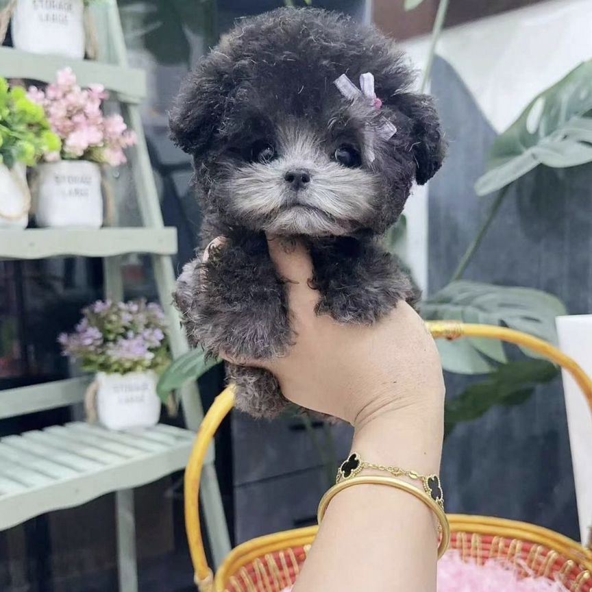 Микро Teacup Пудель (Чайная чашка )