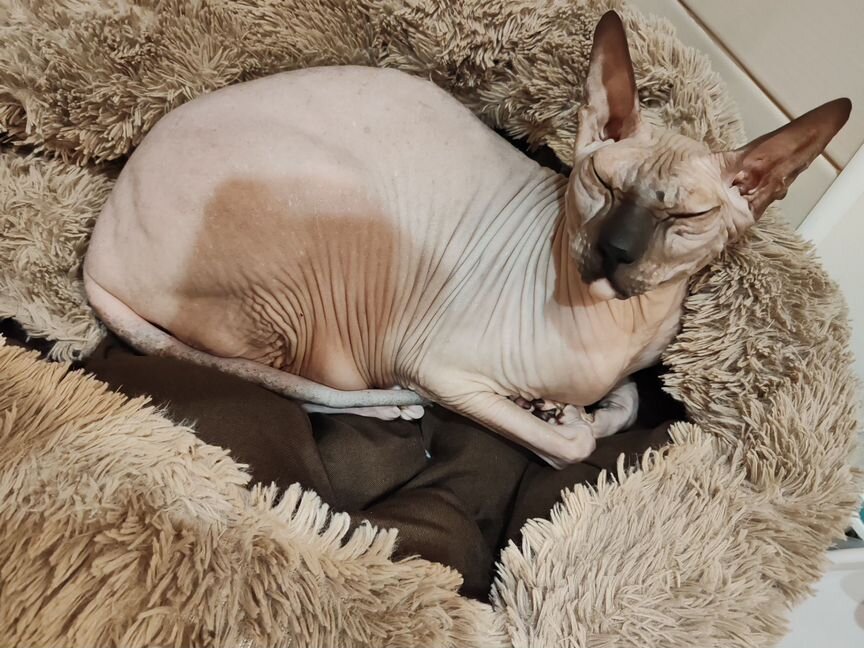 Кошки в добрые руки Донской сфинкс бесплатно